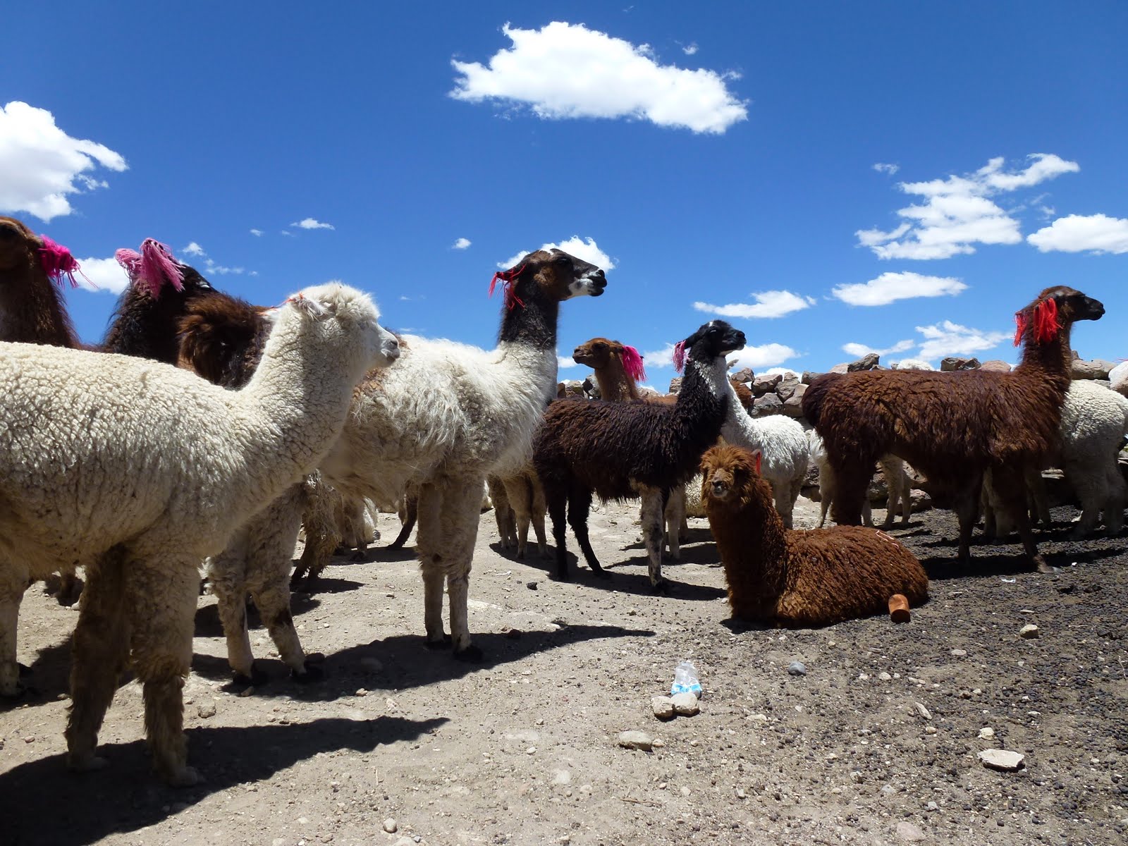 Lama pérou - Riz-cantonais.net